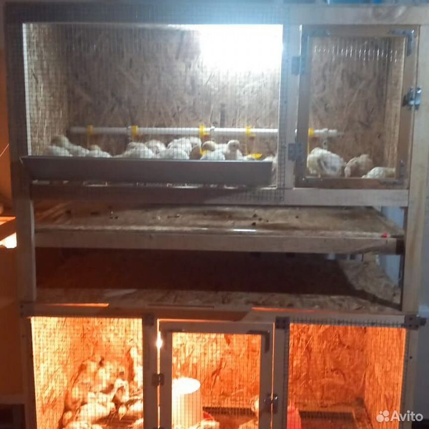 Брудер для цыплят