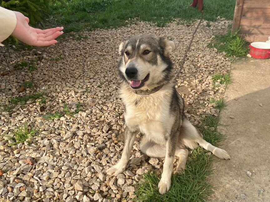 Собака в добрые руки