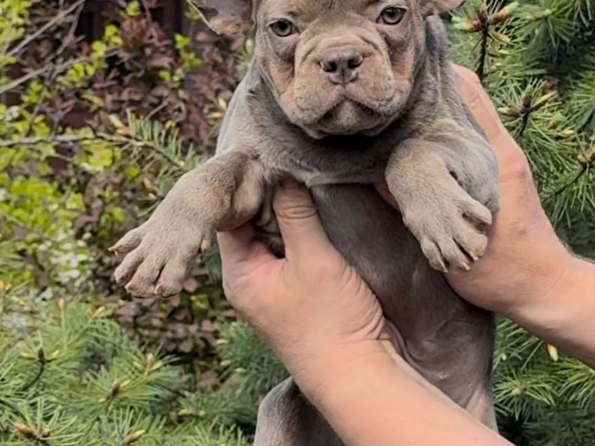 Мальчик изабелла тан готов к переезду