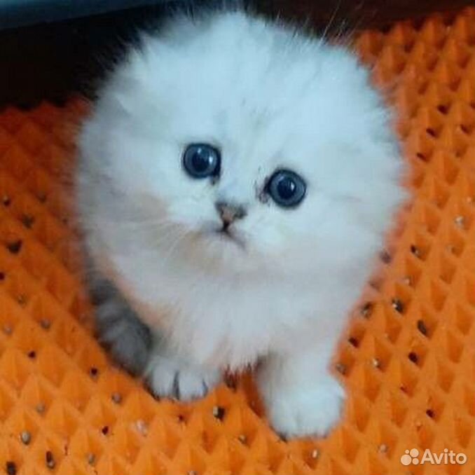 Вислоухие серебристые шиншиллы