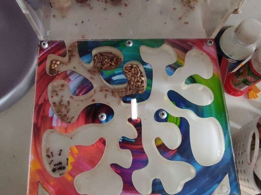 Формикарий