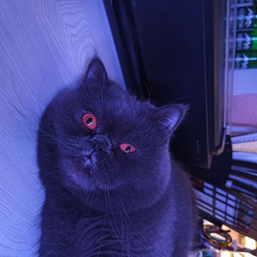 Британский кот вязка