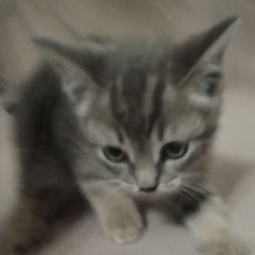 Алтайский котёнок