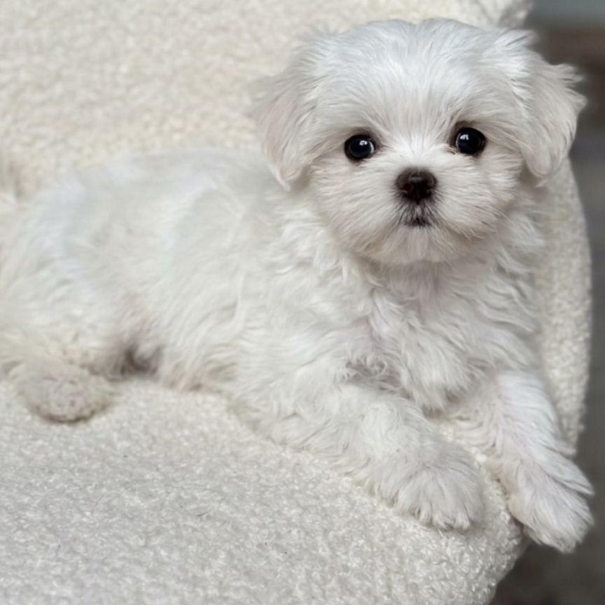 Мальтийская болонка, щенок