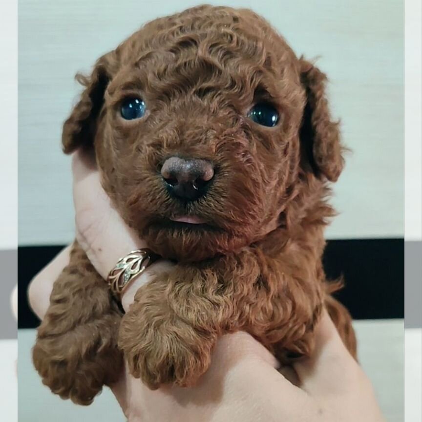 Той-пудель, щенок