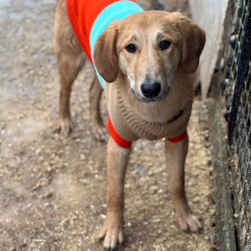 Щенок красавчик Леон должен взрослеть в приюте