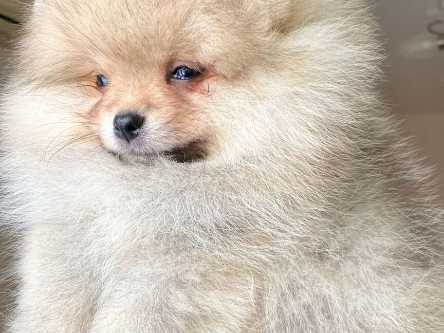 Померанский шпиц девочка