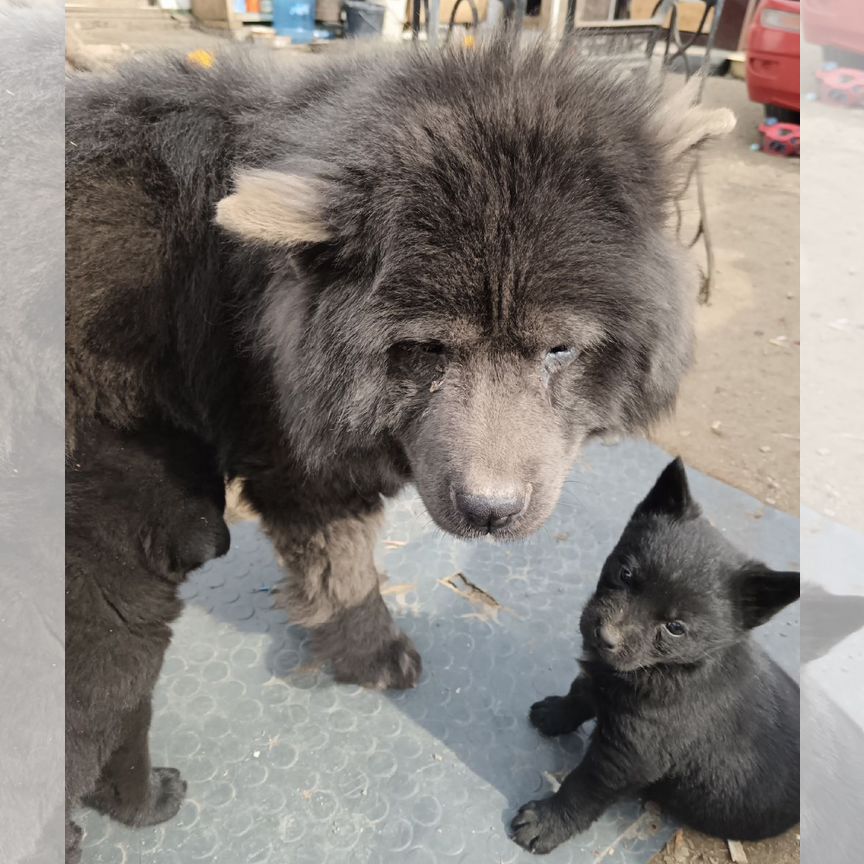 Чау-чау, щенок