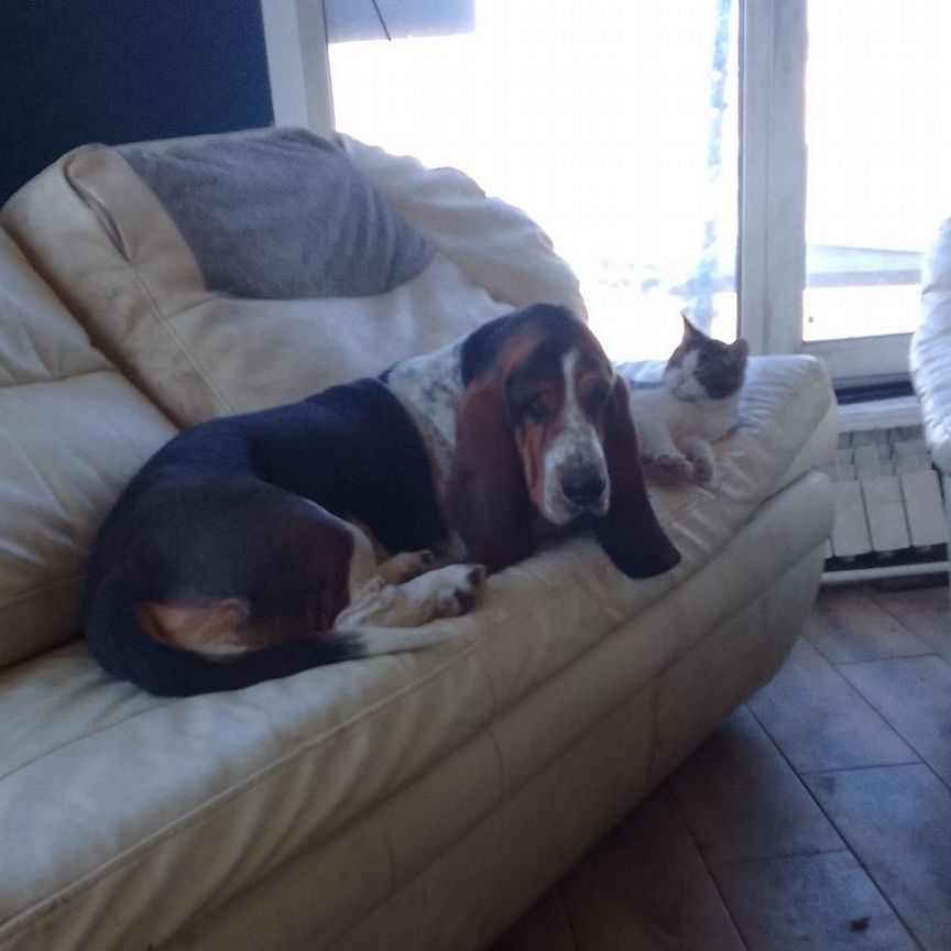 Бассет-хаунд, взрослая собака