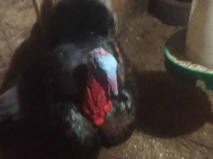 Семья индюков