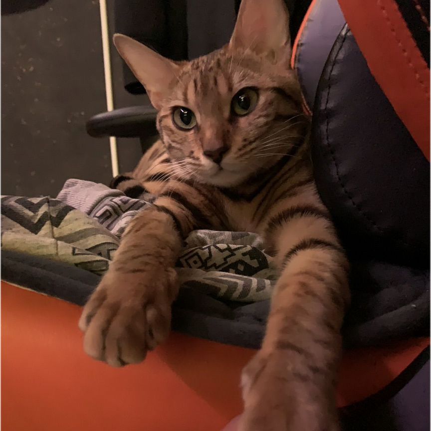 Бенгальская кошечка