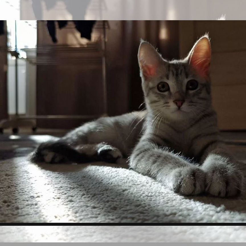 Котята в добрые руки бесплатно мальчик