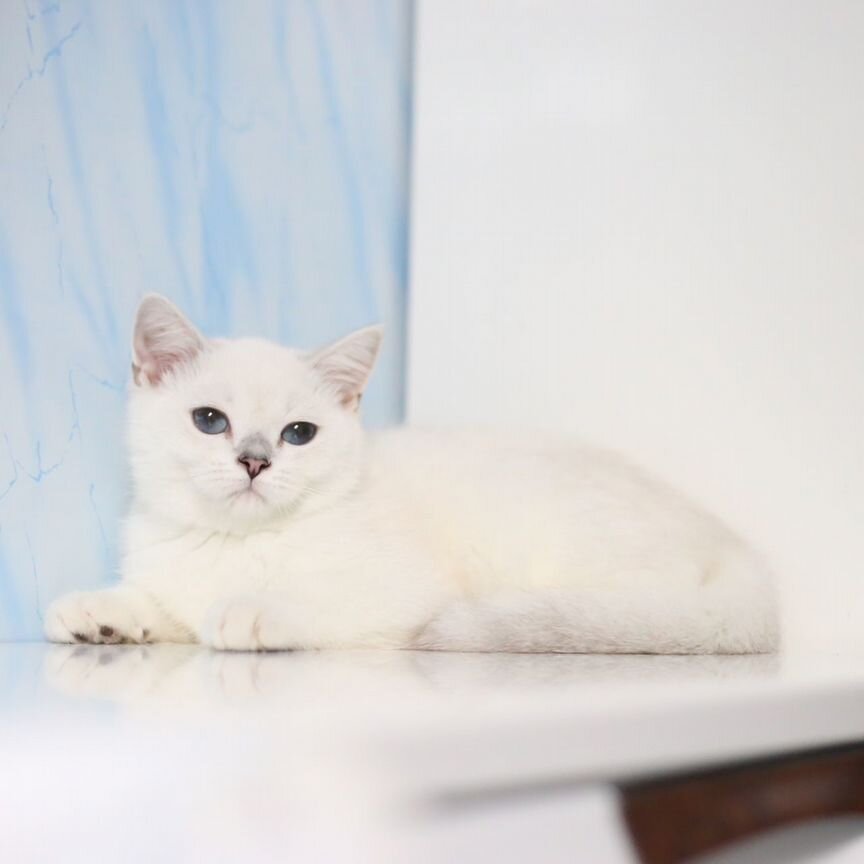 Британский котик серебристая шиншилла поинт