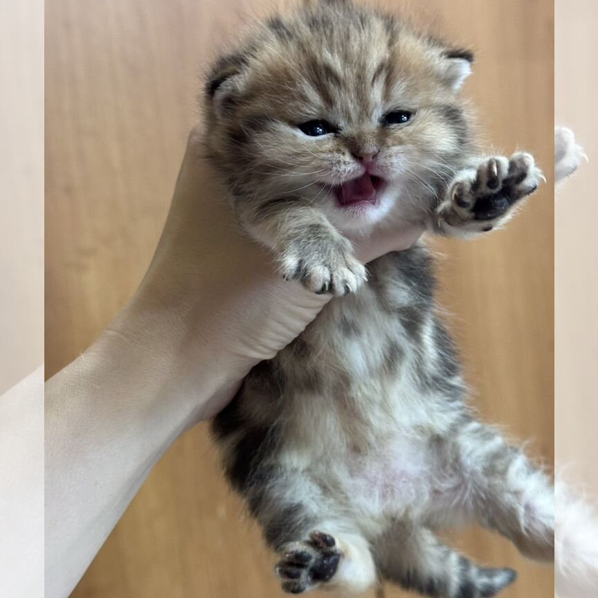 Шотландские вислоухие котята