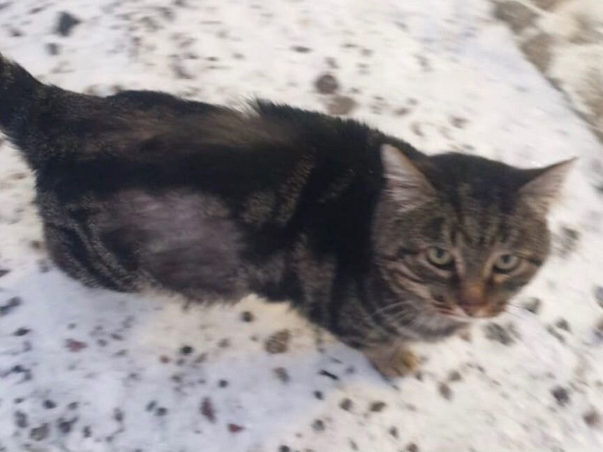 У котика беда