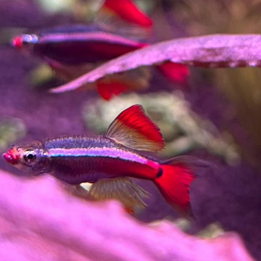 Аквариумные рыбки, кардиналы, галактика, данио
