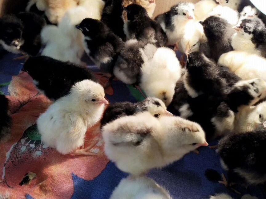 Цыплята голубое яйцо,голошейки синь дянь брама