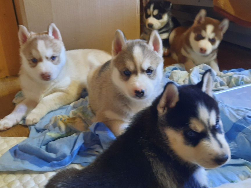 Щенки сибирской хаски