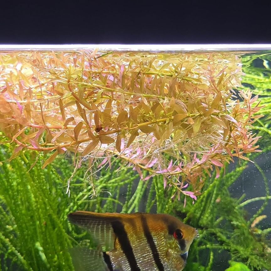 Прополка Ротала индика