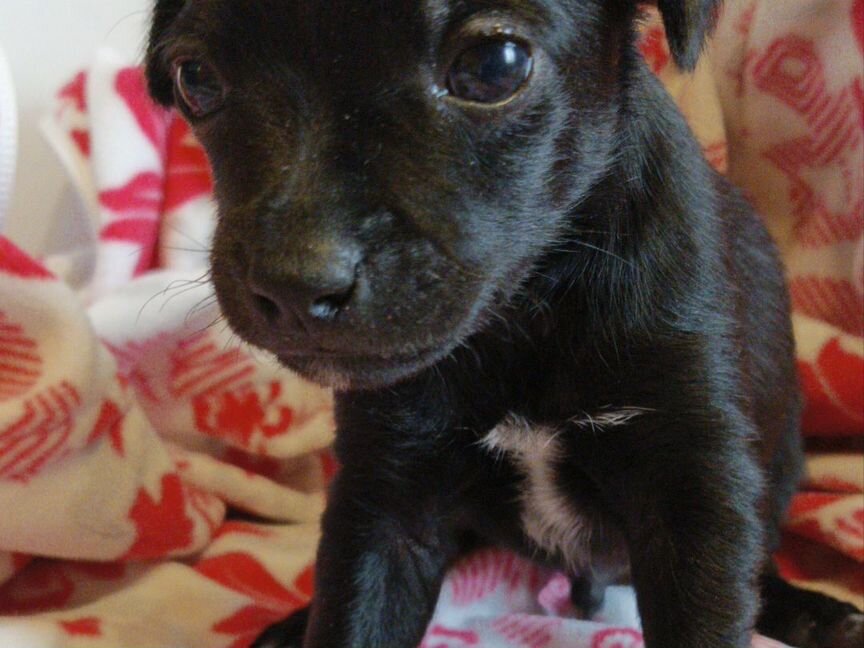 Ксолоинтцкуинтли мини