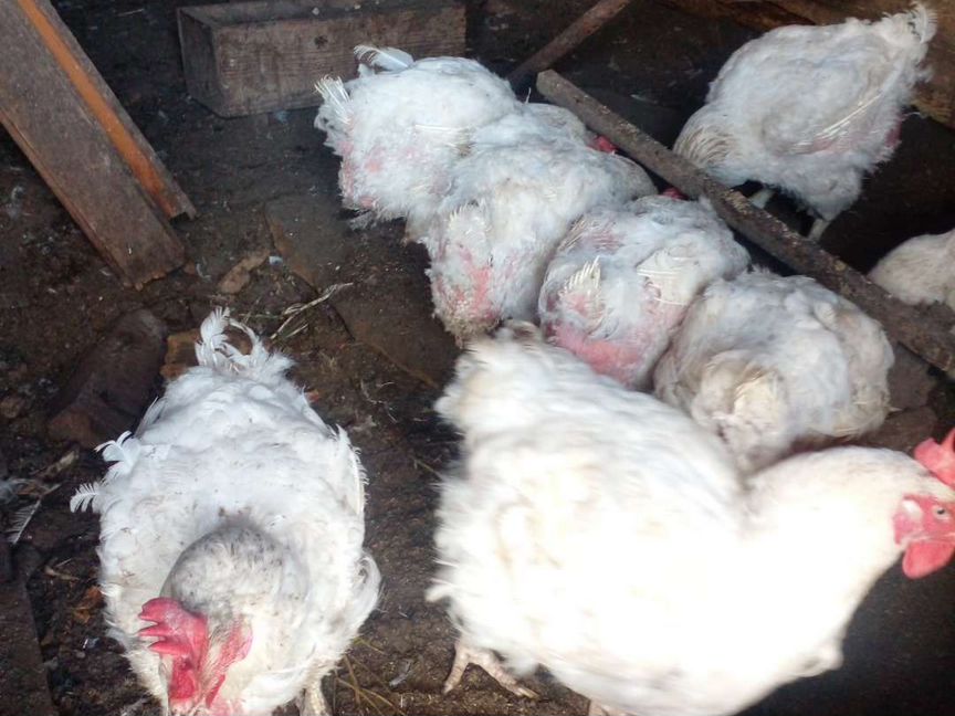 Куры бролеры