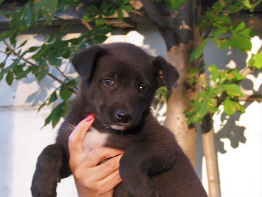 Щенок в добрые руки бесплатно