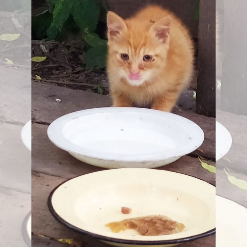 Рыжий котенок мальчик
