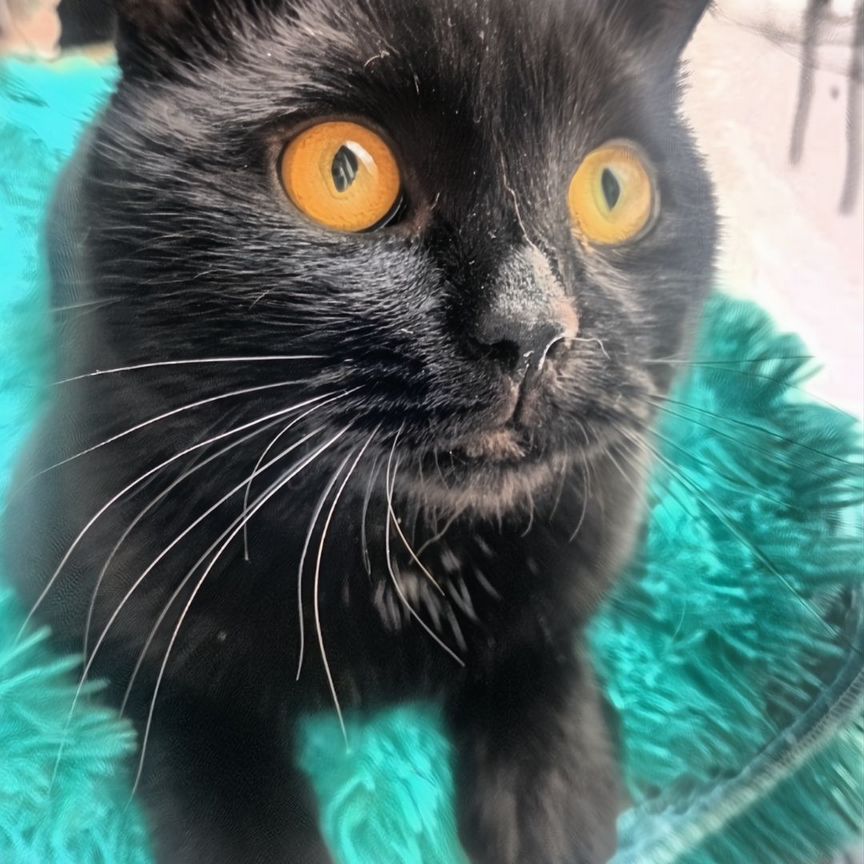 Британский короткошёрстный котёнок