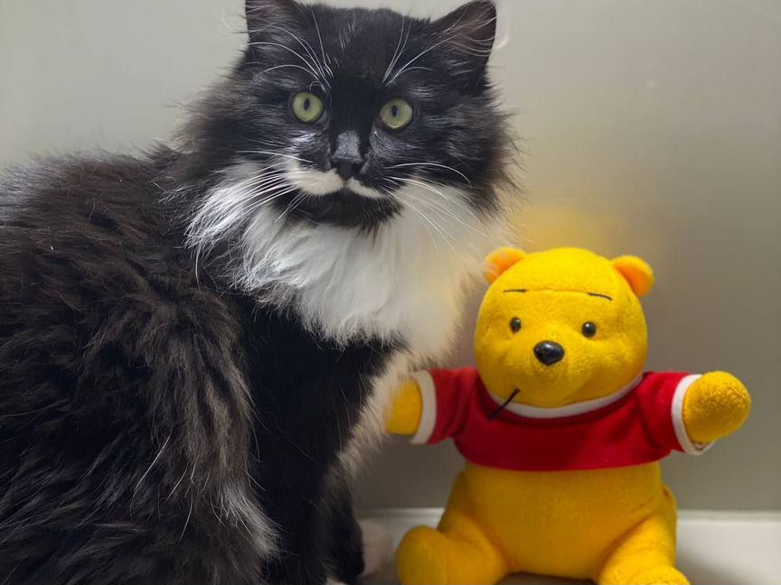 Шикарная кошечка в поисках семьи