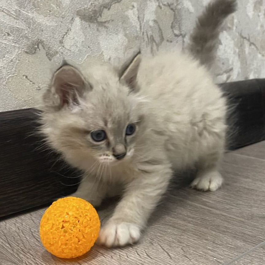 Тайский котёнок