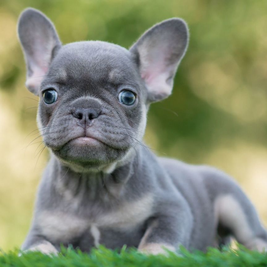 Голубые малыши Французы