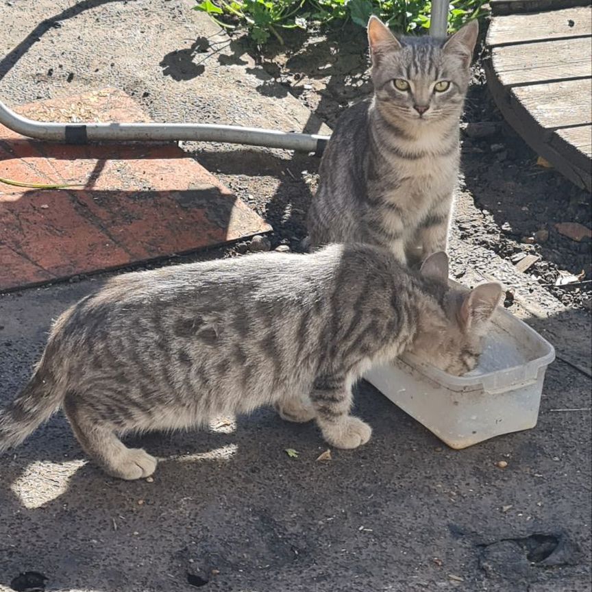 Котята в дар