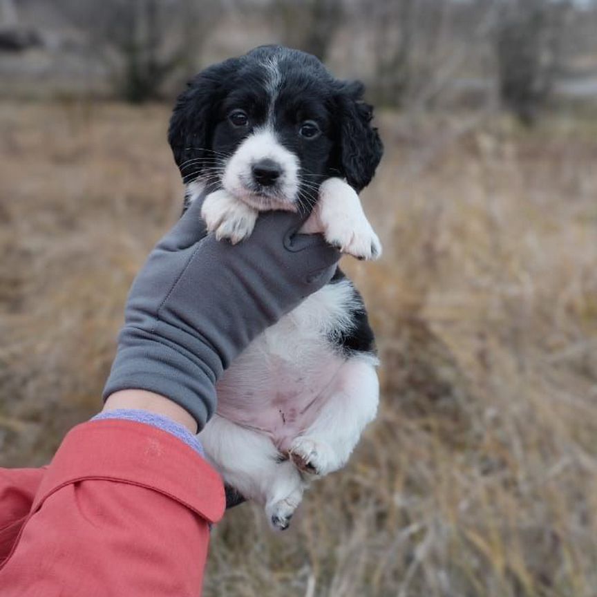 Щенки (метис спаниеля )в дар