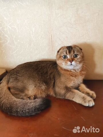 Очаровательная шотландская кошечка