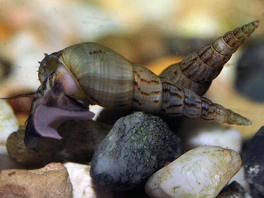 Улитка мелания