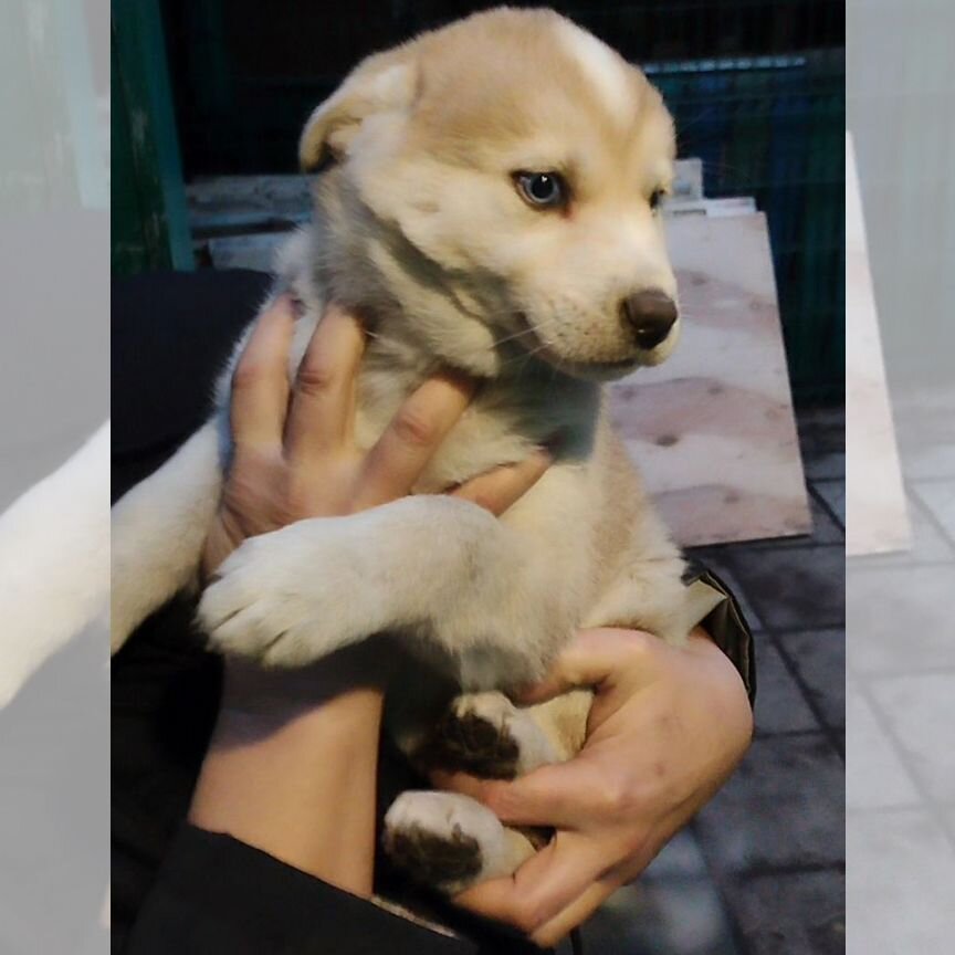 Сибирский хаски, щенок