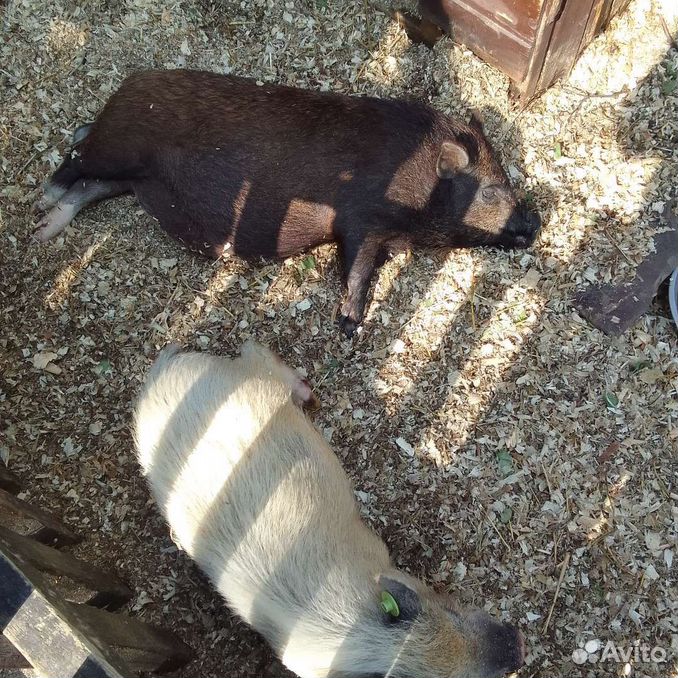 Молодые свинки