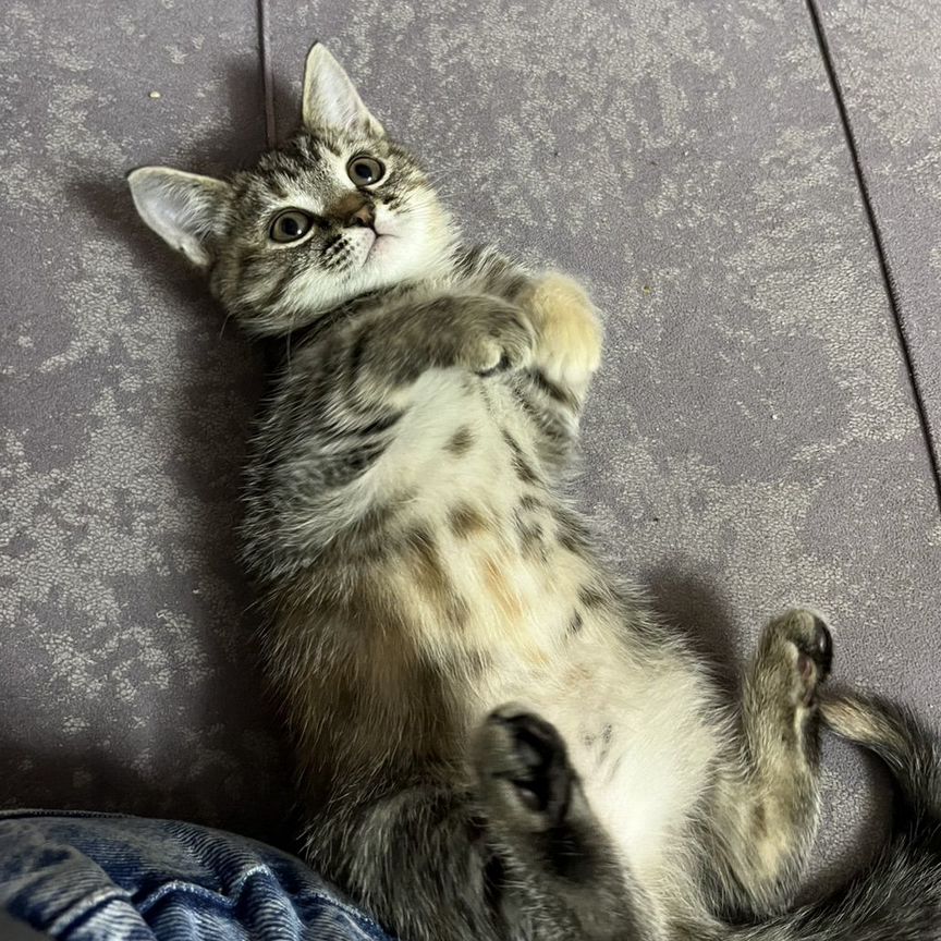 Котёнок от частного владельца