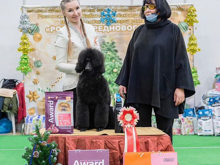 Королевский пудель