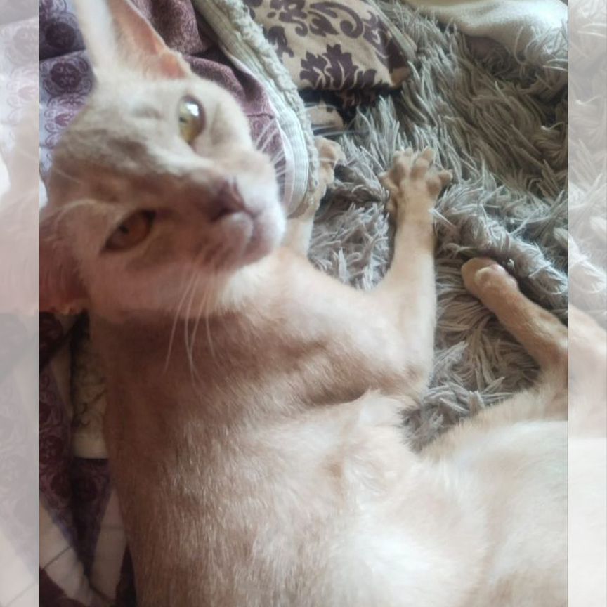 Абиссинская кошка