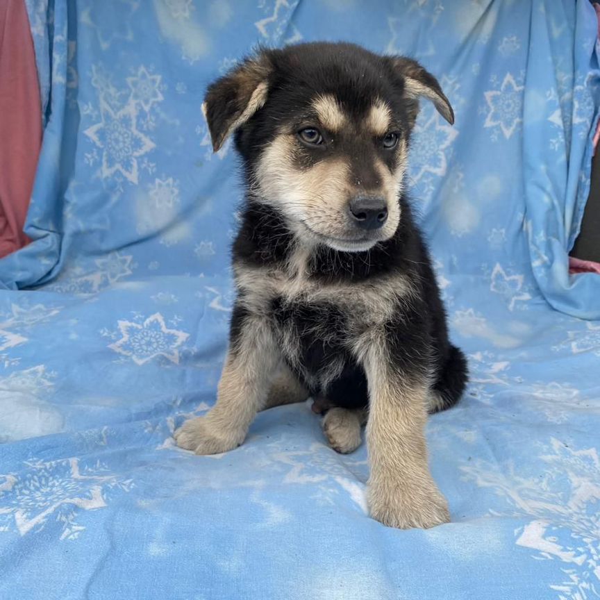 Щенок мальчик в добрые руки