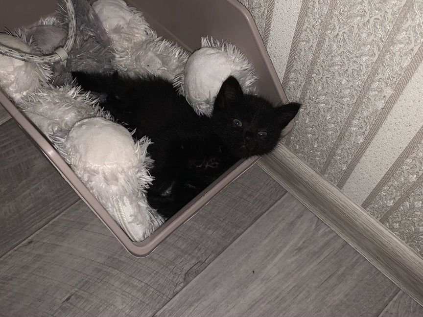 Отдам котенка