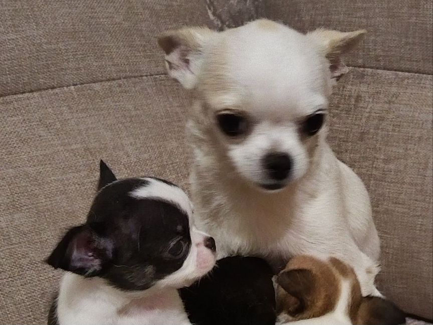 Щенки чихуахуа мини