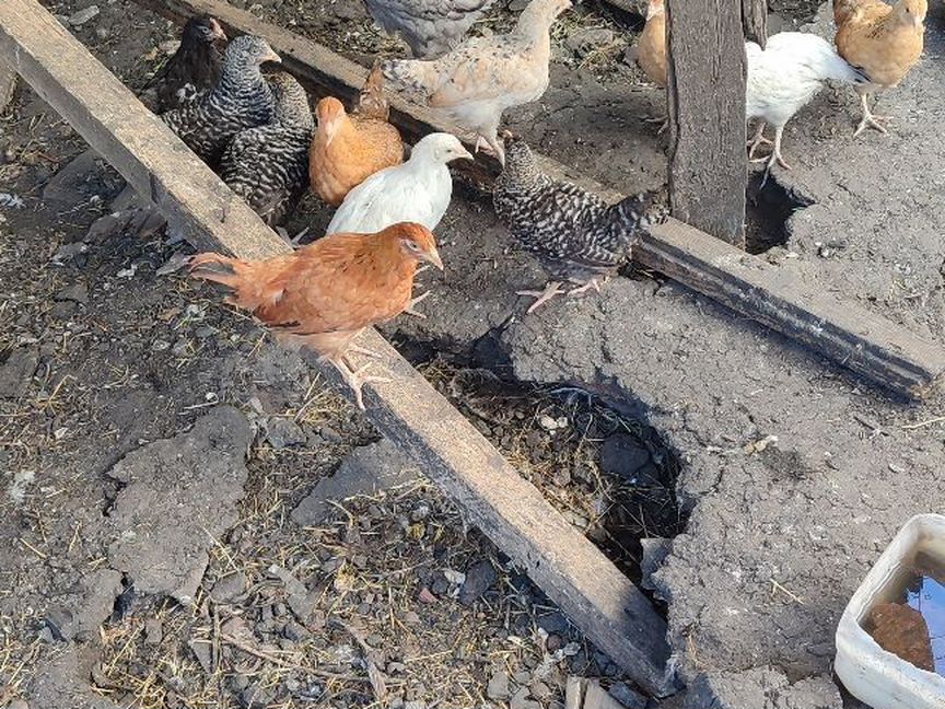 Куры несушки домашние подрощенная молодка