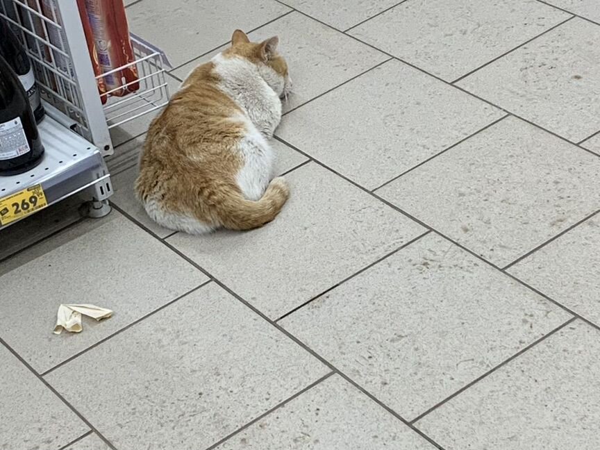 Бедный котик с обрубком хвостика