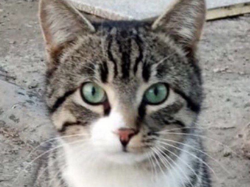 Красавчик Мурзик ждет тебя