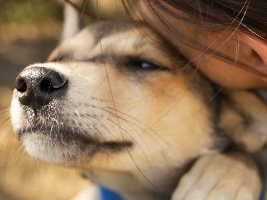 Щенок Феня ищет семью