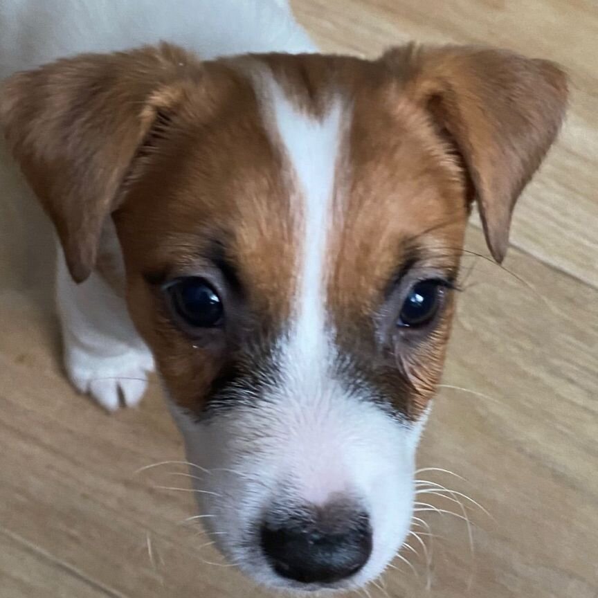 Джек-рассел-терьер, щенок