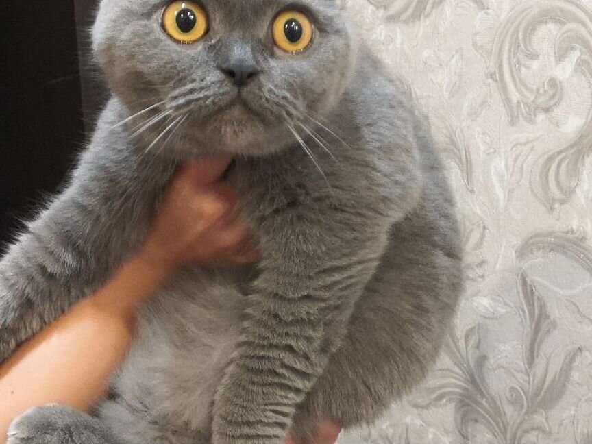 Шотландская вислоухая кошка бесплатно