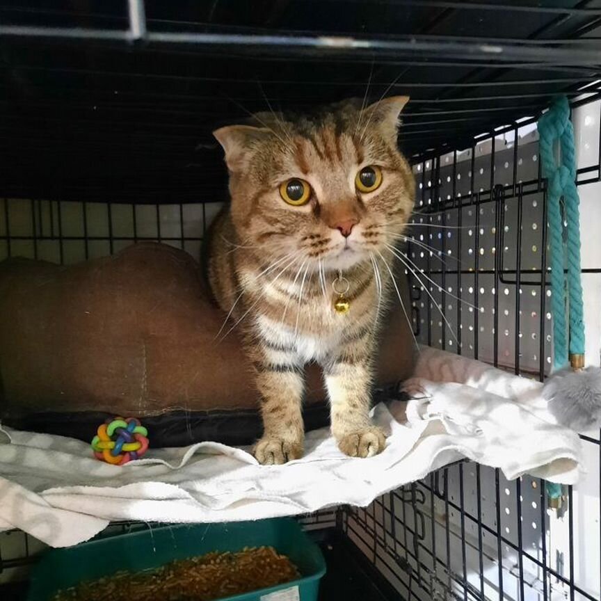 Взрослая, кошка в добрые руки